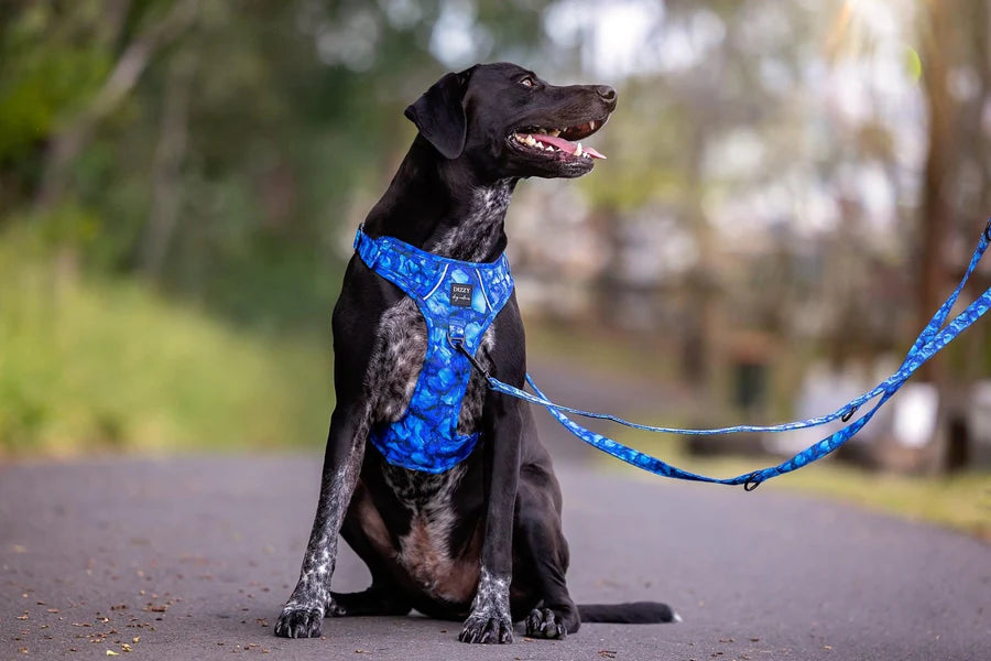 No Pull Dog Harness | Step in | Reflective | Heavy Duty | Easy Reach H ...