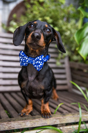 Barkley and Pips: online pet store with dog leads harnesses and treats